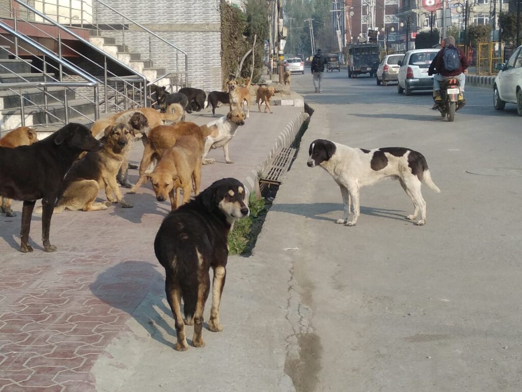 In Pictures: Stray Dog Problem Continues To Grow In Kashmir – The INS News