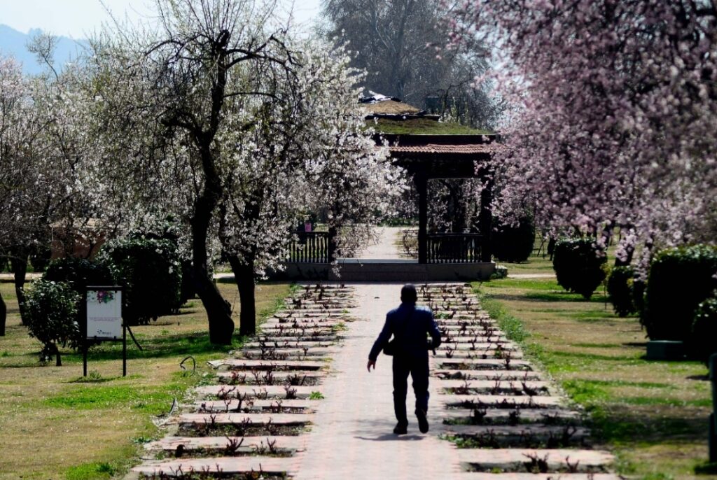 Visual Treat: Almond Flowers Bloom In Badam Waer – The INS News