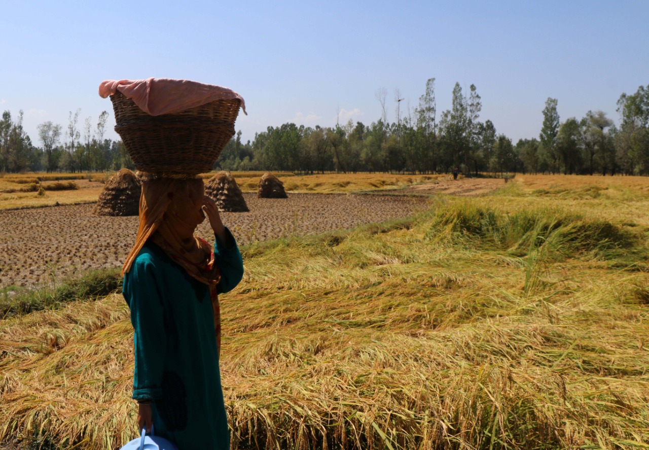 Fruits Of Labour: Paddy Harvesting In Pictures – The INS News